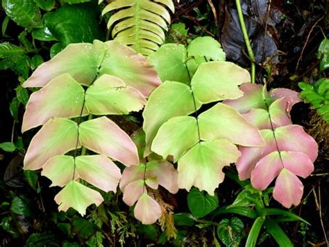 Largeleaf Maidenhair Adiantum Macrophyllum · Inaturalist