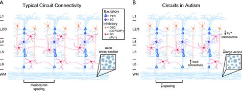Cortical Circuit Connectivity And Excitationinhibition Balance A