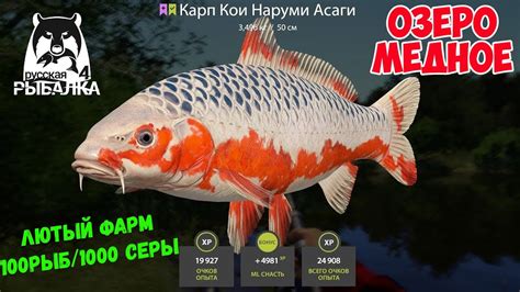 БЕЗУМНО АКТИВНЫЙ КЛЕВ И ФАРМ НА МЕДНОМ 100 РЫБ В ЧАС В РУССКОЙ РЫБАЛКЕ 4 РР4 Youtube