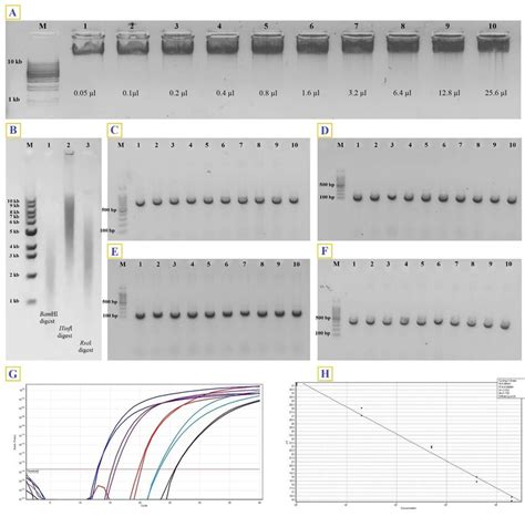 Validation Of The Dna Extraction Protocol Using Several Techniques A Download Scientific