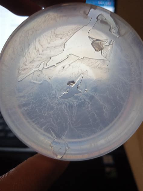 Am I Growing Mycelium Rmicrobiology