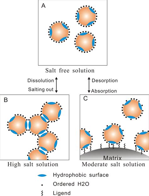 Chromatography Protein Definition At Troy Haynes Blog