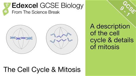 10 Edexcel Gcse Biology The Cell Cycle And Mitosis Youtube