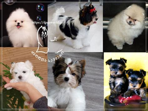 ლეკვები ძაღლთა სამყარო კინოლოგიული კლუბი