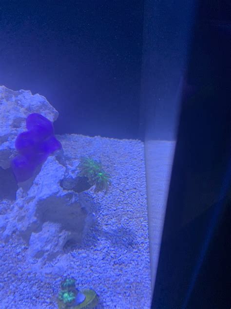 What Type Of Frogspawn Is This Reef2reef