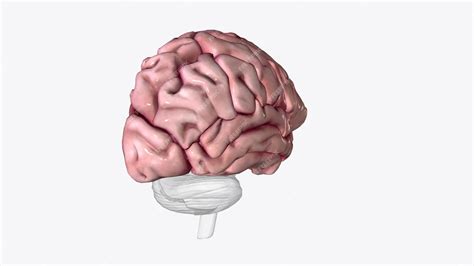 Premium Photo The Cerebral Cortex Also Known As The Cerebral Mantle