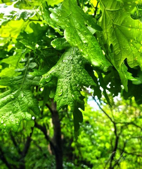 Листа в дъжда