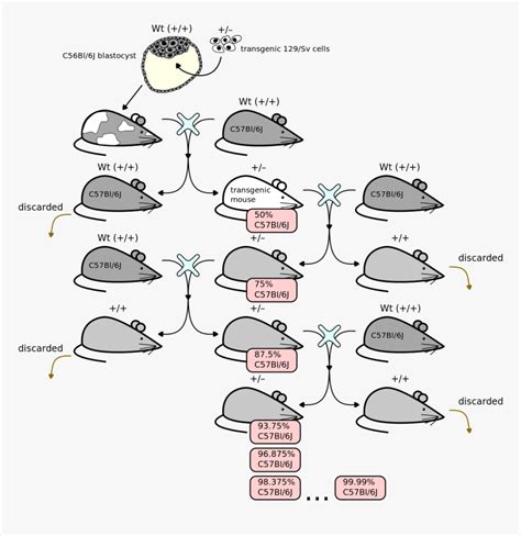 Backcrossing Mice Hd Png Download Kindpng