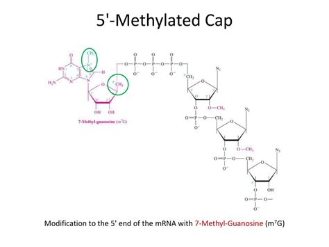 Chapter 4 Dna Rna And The Flow Of Genetic Information Ppt Download