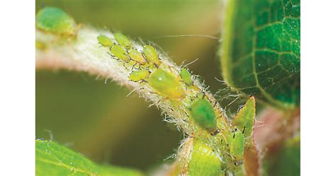 Листните въшки са сред най опасните вредители Български Фермер