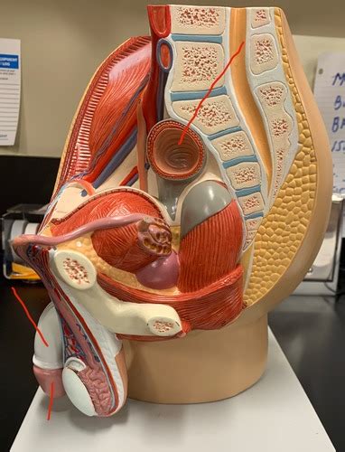 Unit 3 Lab Exam Flashcards Quizlet