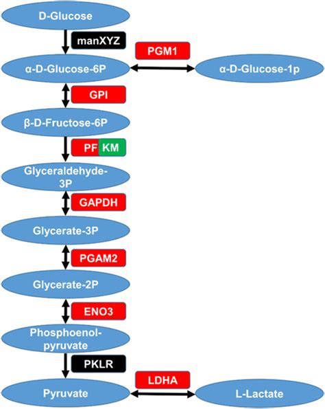 What Enzymes Are Used In Both Glycolysis And Gluconeogenesis