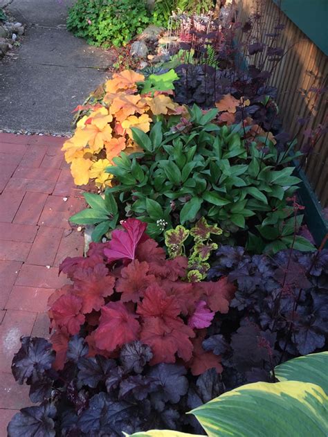 Coral Bells And Hybrids Fine Gardening