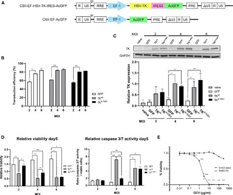 Figure 1 from Efﬁcacy of HSV TK GCV system suicide gene therapy using SHED expressing modiﬁed