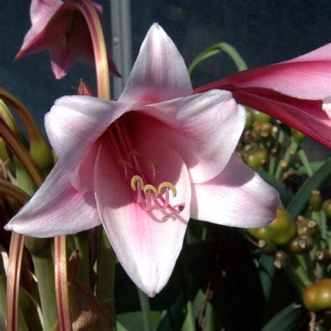 How To Grow Care For And Propagate Crinum Lily Southern Garden Nursery