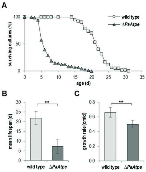 Deficiency In F 1 F O Atp Synthase Dimerization Leads To Lifespan And Download Scientific