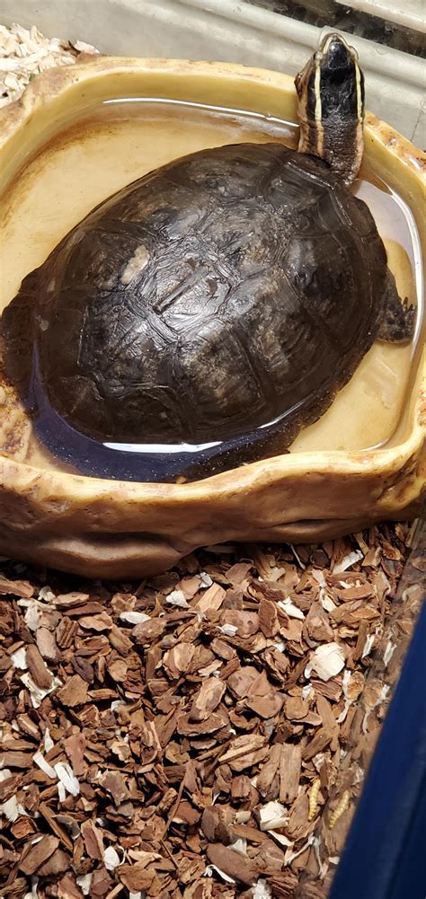 Can Anyone Tell Me What He Is Is It A Turtle Or A Tortoise We Got Him