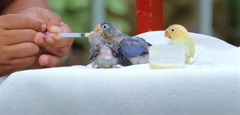 A Guide To Hand Feeding African Love Birds With Dexter Dexters World