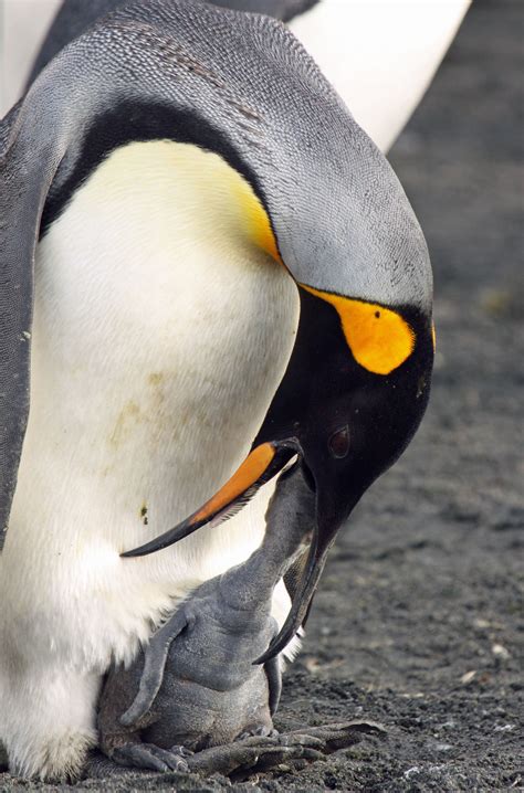 King Penguin And Chick In South Georgia A King Penguin Egg Hatches