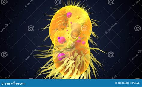 Paramecium Anatomy System 3d Illustration Royalty Free Stock
