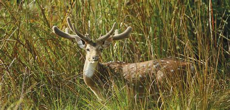 Protecting Nepals Parks By Saving Buffer Zones Nepali Times