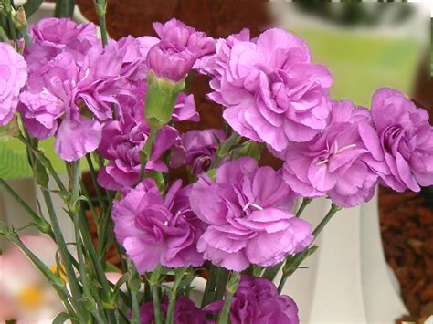 Carnation Dianthus Caryophyllus Flower Database