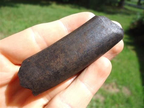 Top Quality Megalonyx Sloth Tooth Recently Sold Fossils