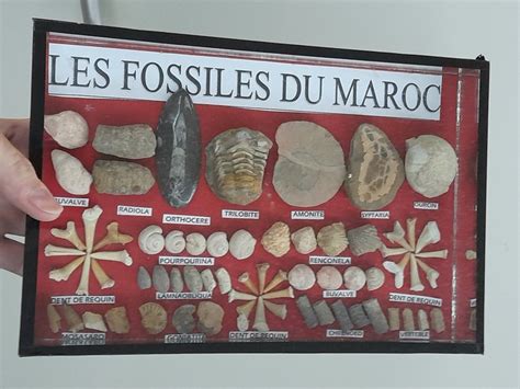 Fossil Collection Trilobite Orthoceras Ammonite Shark Teeth Etc Fossil Fragment 4 Cm