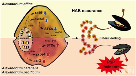 기장서 상명대 교수팀 마비성 패류독소 생성 능력 유전자 분석으로 최초 규명