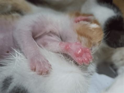 Tiny Toe Beans Rtoebeans