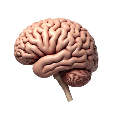 Diagramma Del Cervello Umano Senza Etichetta