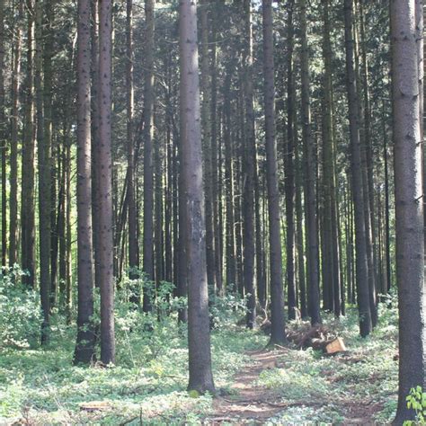 Secondary Spruce Forest In Lower Austria The Spruce Dominated Stand Is Download Scientific