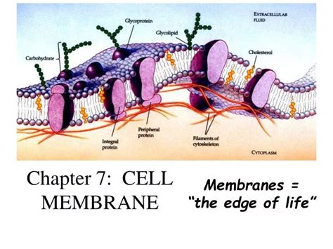 PPT Chapter CELL MEMBRANE PowerPoint Presentation Free Download ID