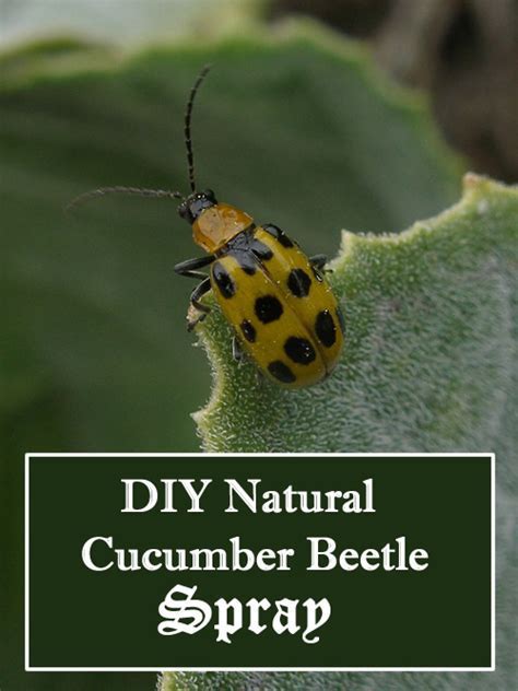 What Insecticides Kill Cucumber Beetles