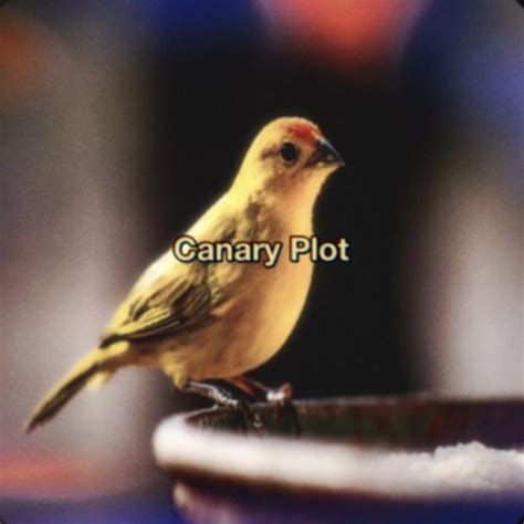 Avored Canary Plot Lyrics Musixmatch