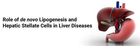 Role Of De Novo Lipogenesis And Hepatic Stellate Cells In Liver Diseases