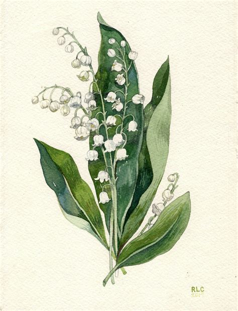 Simple Lily Of The Valley Drawing How To Draw A Water Lily Step By Step