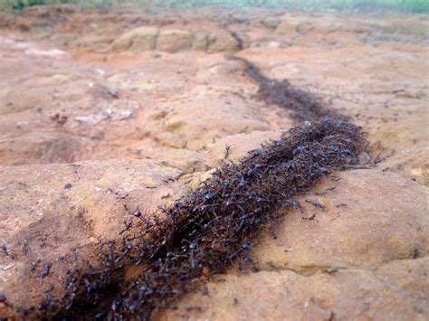 Ant Trail Driver Ants Saifu Dotun55 Flickr