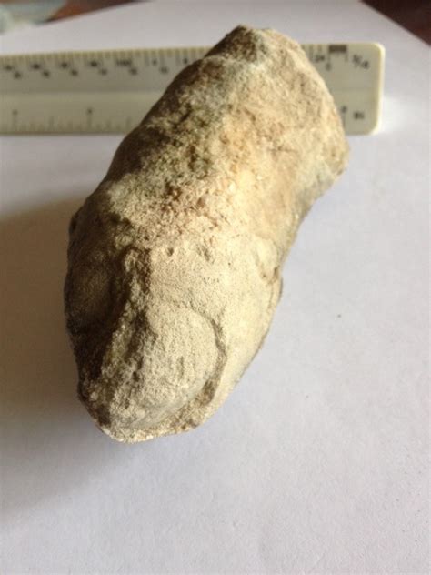 Cephalopod Fossil Id The Fossil Forum