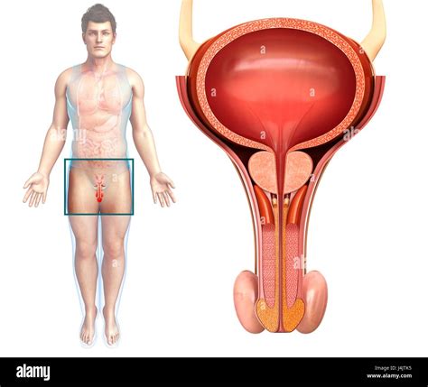 Bladder Location Male Anatomy Of Male And Female Urinary Bladder With