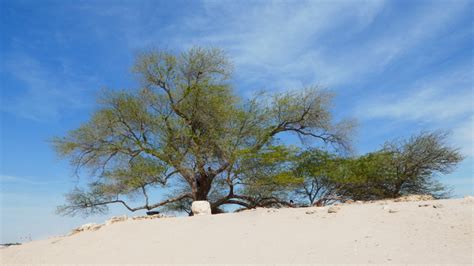 Zdjęcia Jebel Dukhan Al Muhafazat Al Dżanubijja Tree Of Life Bahrajn