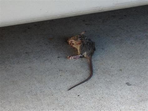 L A Deputies In Secret Club Demanded Sex From Female Trainees Says Suit NBC News