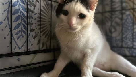 Fundraiser By Elisabeta Luca Help Kitty Kris To Move To Germany Please Donate