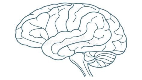 Human Brain Drawing Side View Stock Illustrations 533 Human Brain
