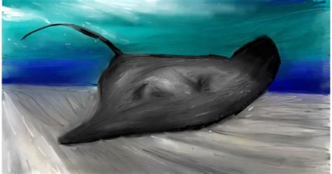 Drawing Of Stingray By Mia Drawize Gallery