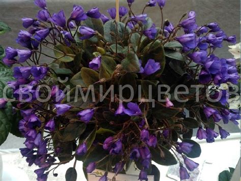 Фиалка Vallarta Campanas Moradas трейлер — Коллекция и селекция ...