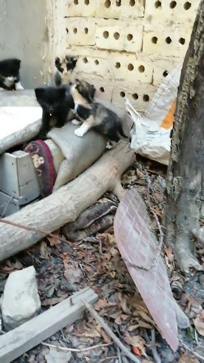 لحظه ی خارج شدنِ بچه های سوسو از مخفیگاه بچه ها 15 روزه هستند Youtube