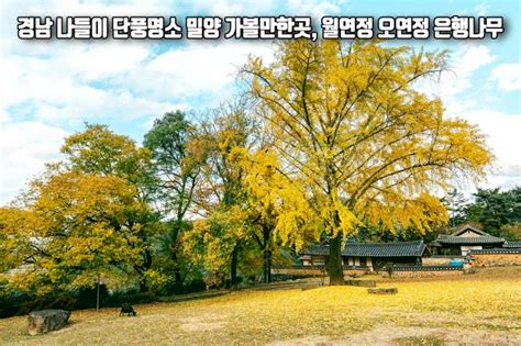 경남 나들이 단풍 명소 밀양 가볼만한곳 월연정 오연정 은행나무 네이버 블로그