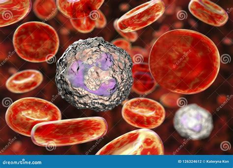 Two Segmented Neutrophil Granulocytes In A Blood Smear Under The