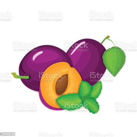 몇 자 두와 민트 잎의 벡터 구성 잘 익은 자 두 맛 있어 보이는 과일 신선한 페 퍼 민트 잎 포장 디자인 주스 아침 식사 건강 한 채식 음식 맛 있는 익은 자 두의 그룹